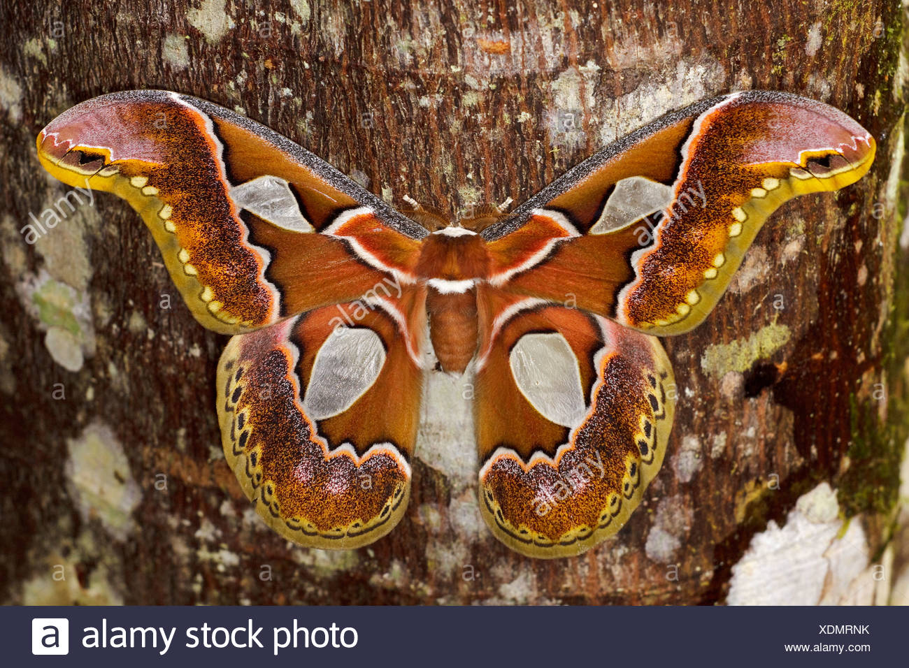 Wilde Motte Stockfotos und -bilder Kaufen - Alamy