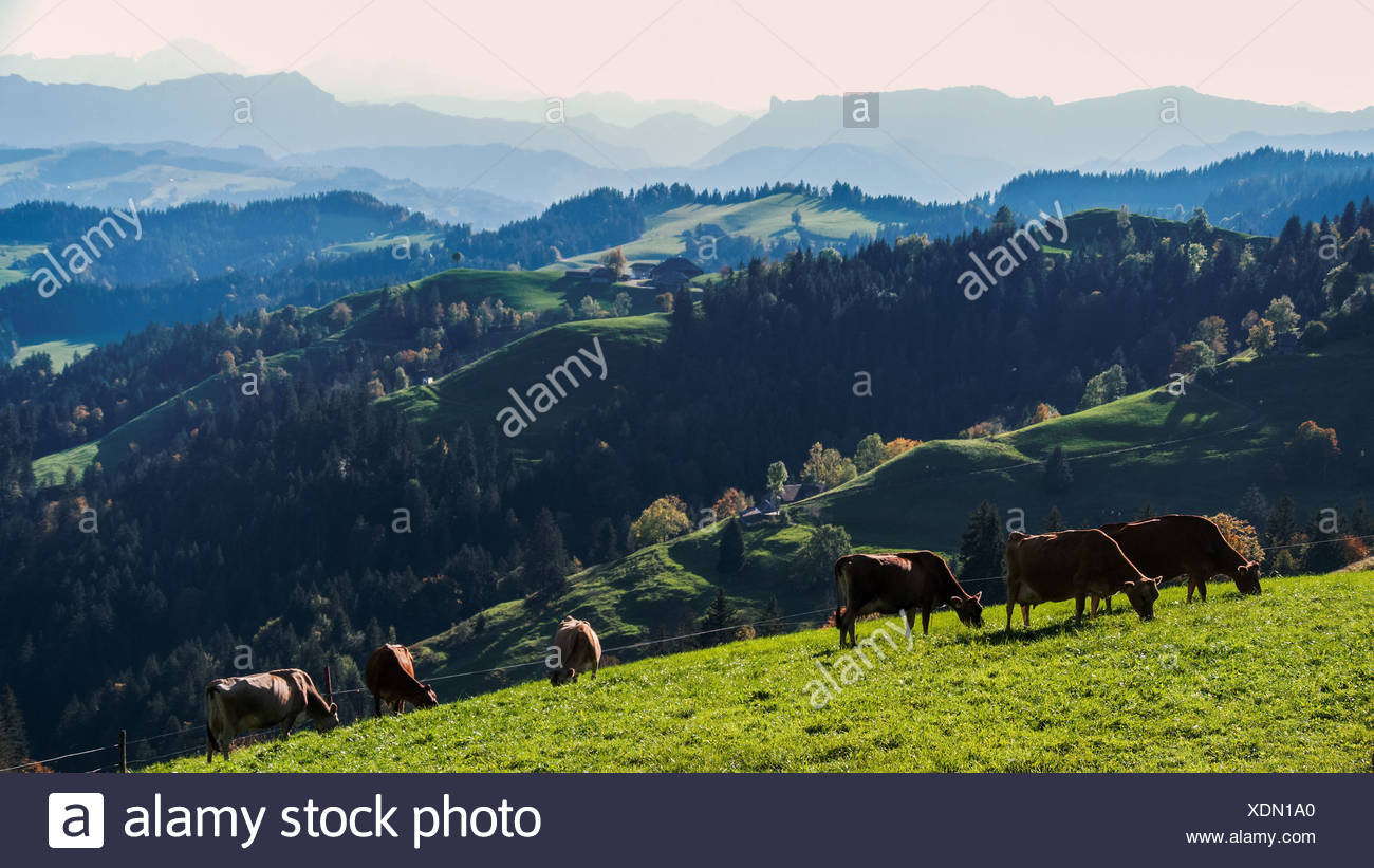 Emmental Hill Scenery Bern Bern Stockfotos und -bilder Kaufen - Alamy