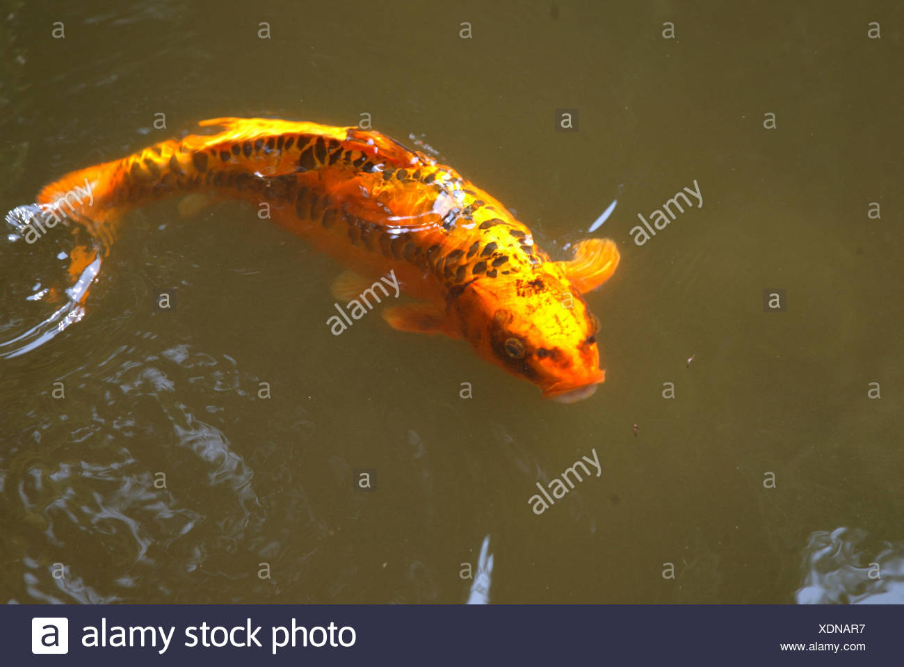 Japanischer Koi Karpfen Stockfotos und -bilder Kaufen - Alamy