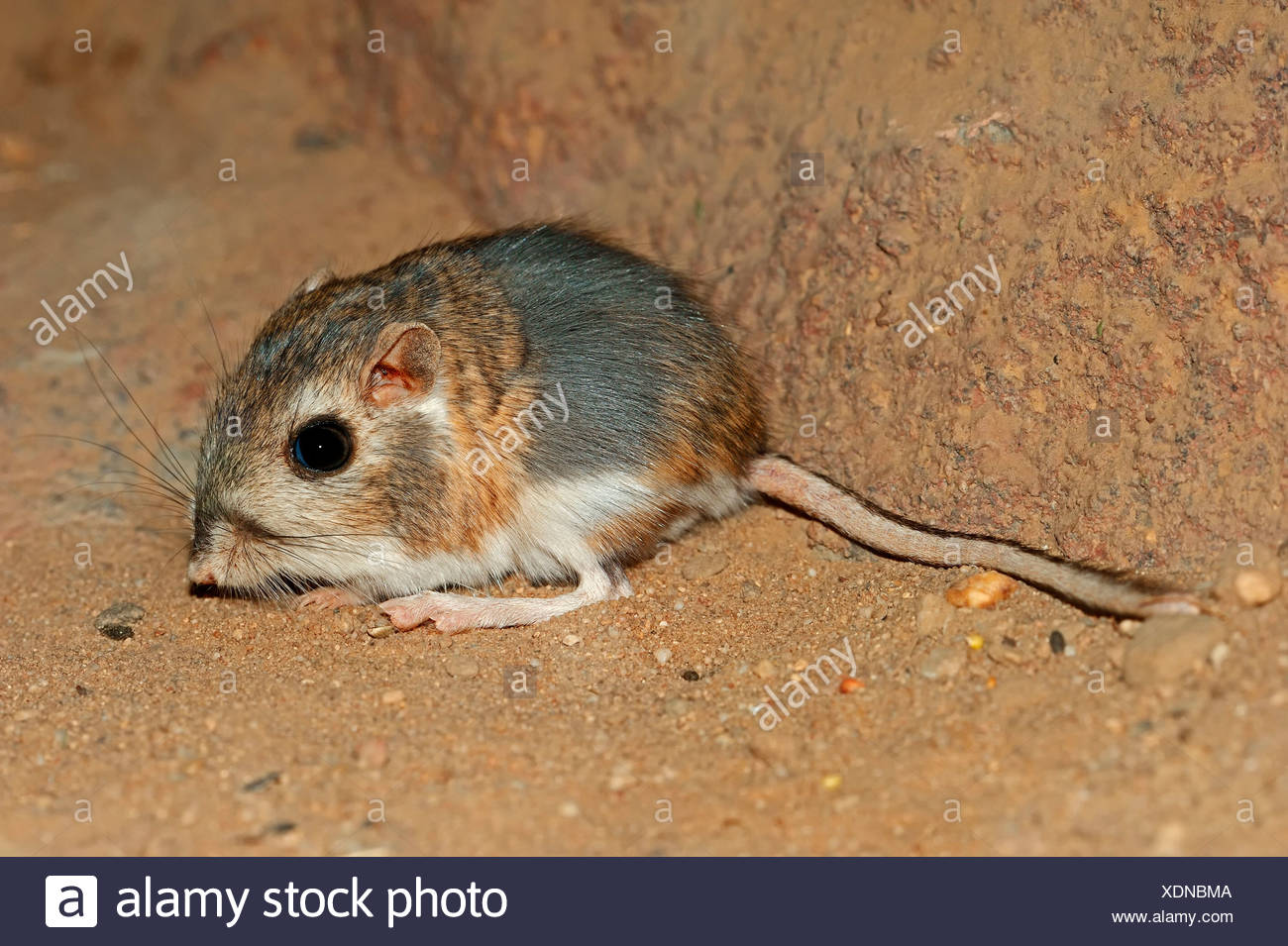 Kangaroo Rat Stockfotos und -bilder Kaufen - Alamy