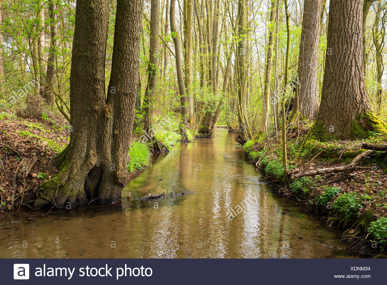 Schwarz Erle Stockfotos & Schwarz Erle Bilder - Alamy