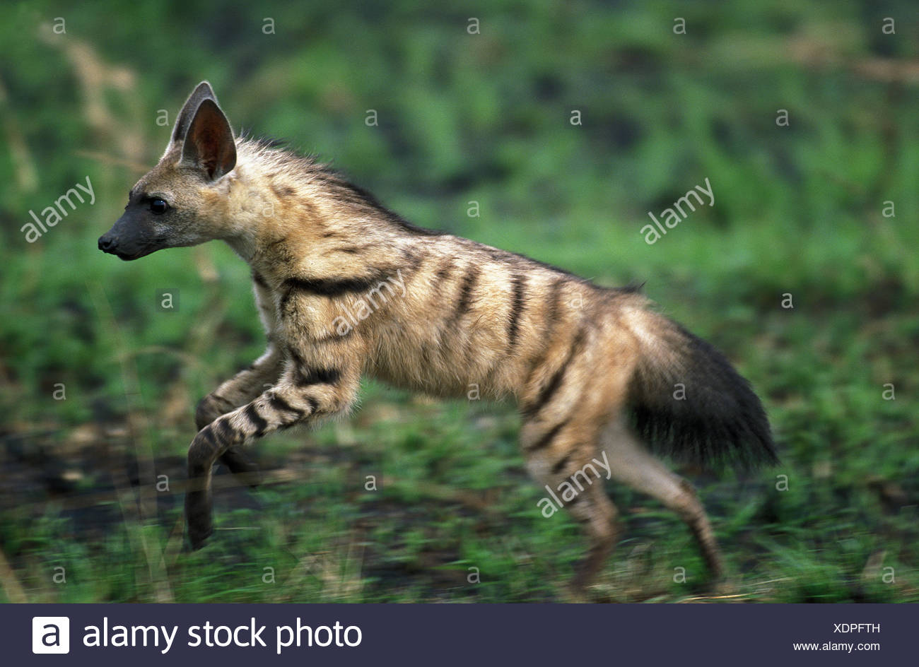 Aardwolf (proteles Cristatus) Stockfotos und -bilder Kaufen - Alamy