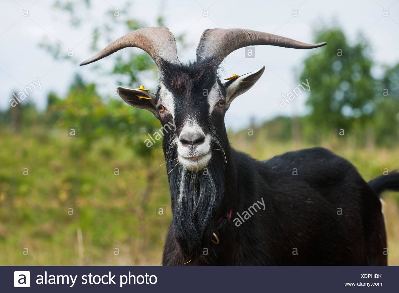 Kopf Der Ziege Stockfotos und -bilder Kaufen - Alamy