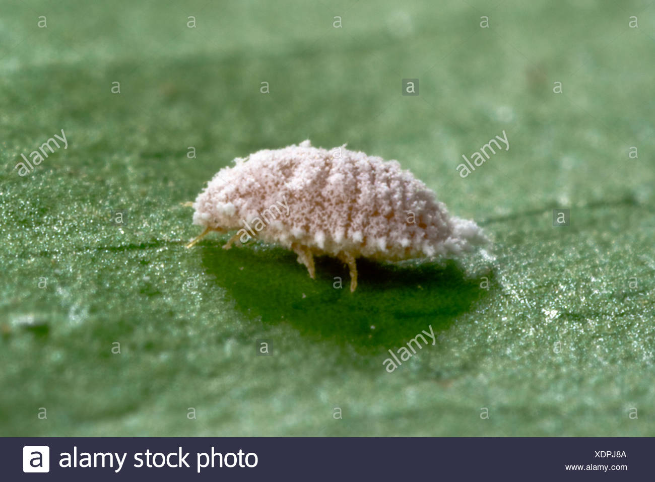 Agriculture Crop Damage Pest Insect Stockfotos und -bilder Kaufen - Alamy