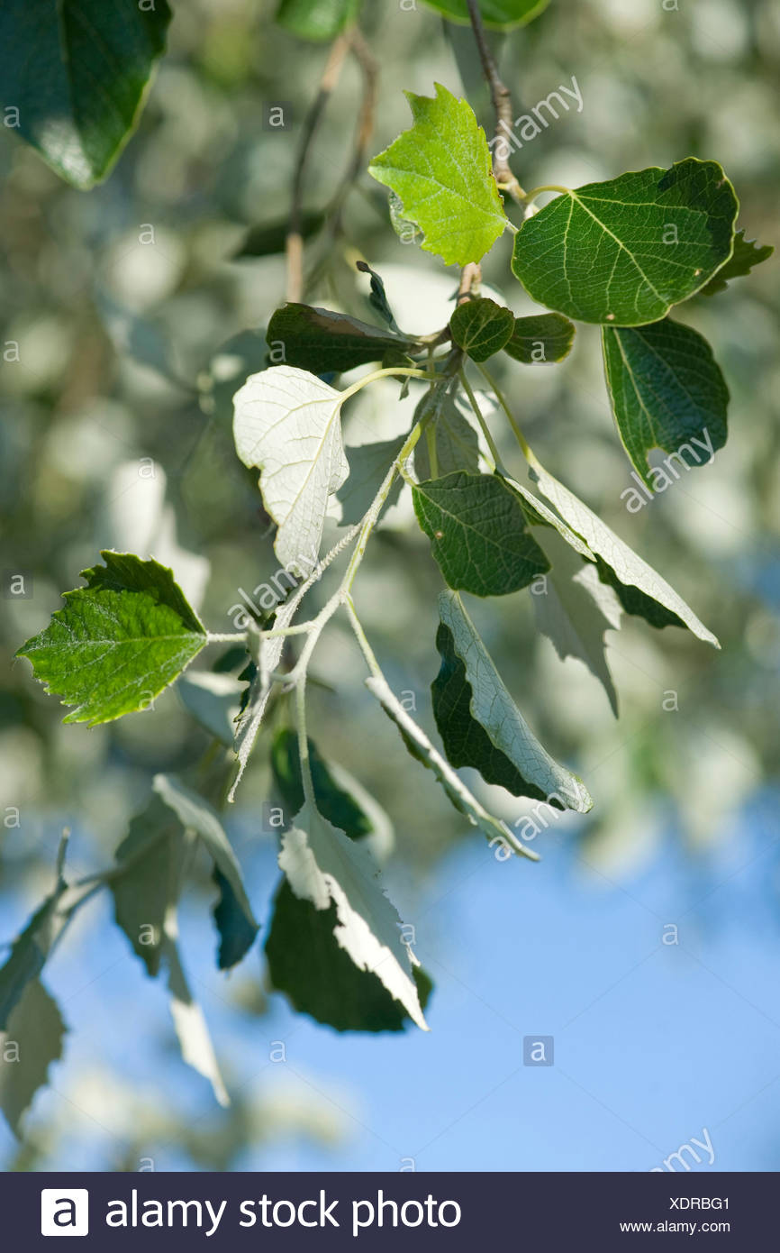 Weisspappel Silber Pappel Populus Alba Stockfotos und -bilder Kaufen ...