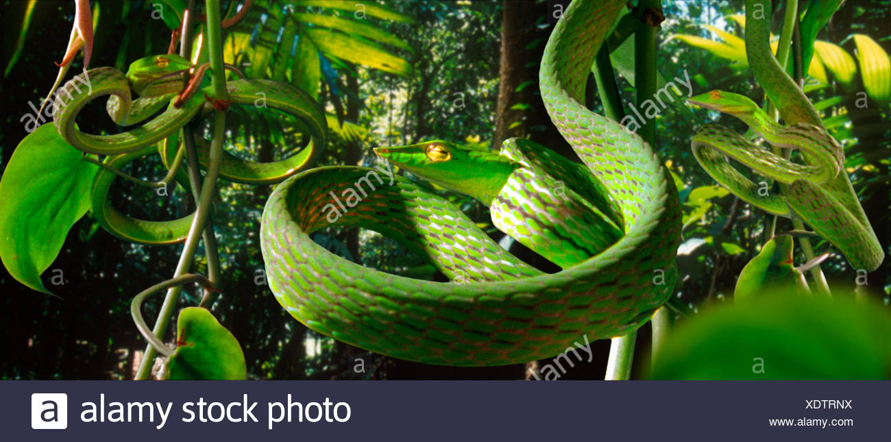 Creepers In Tropical Rainforest Stockfotos und -bilder Kaufen - Alamy
