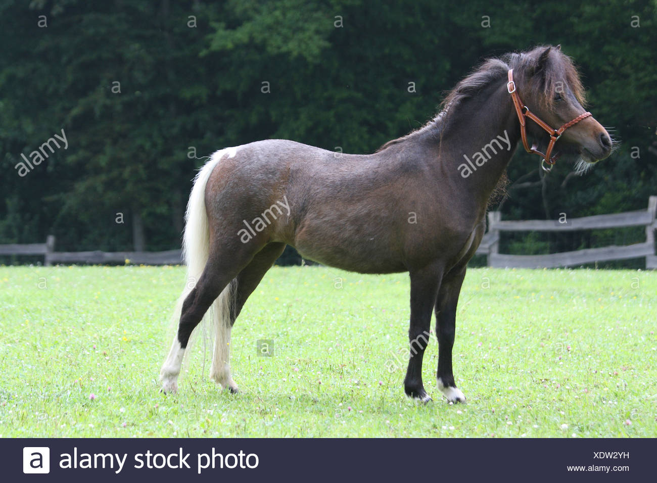 American Miniature Horse Stockfotos und -bilder Kaufen - Alamy