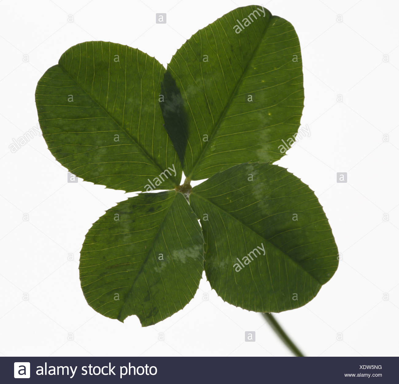 4 Klee Stockfotos und -bilder Kaufen - Alamy