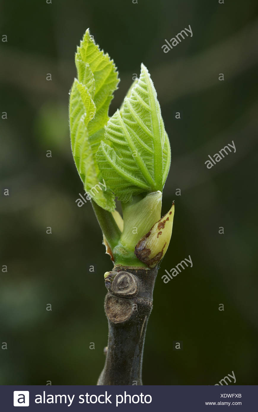 Baum Kleine Blatter