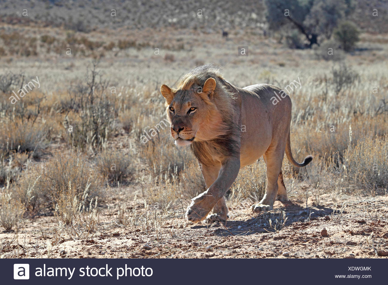 Löwe In Der Wüste Stockfotos & Löwe In Der Wüste Bilder - Alamy