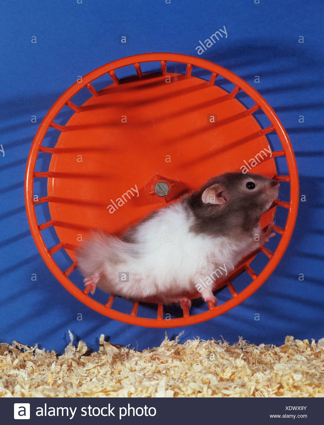 Teddy Hamster Stockfotos & Teddy Hamster Bilder - Seite 3 - Alamy