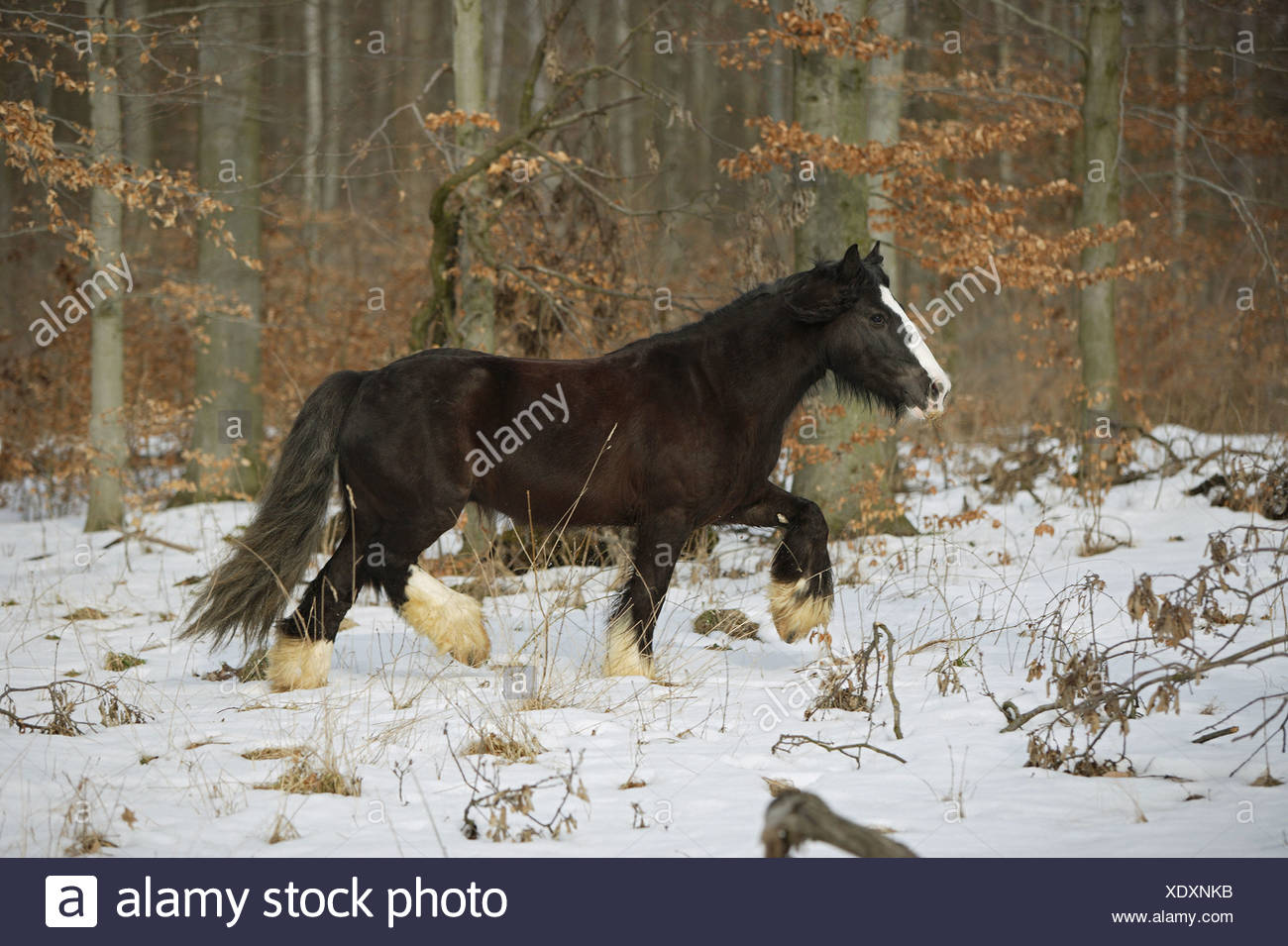 Irish Tinker Pony Stockfotos und -bilder Kaufen - Alamy