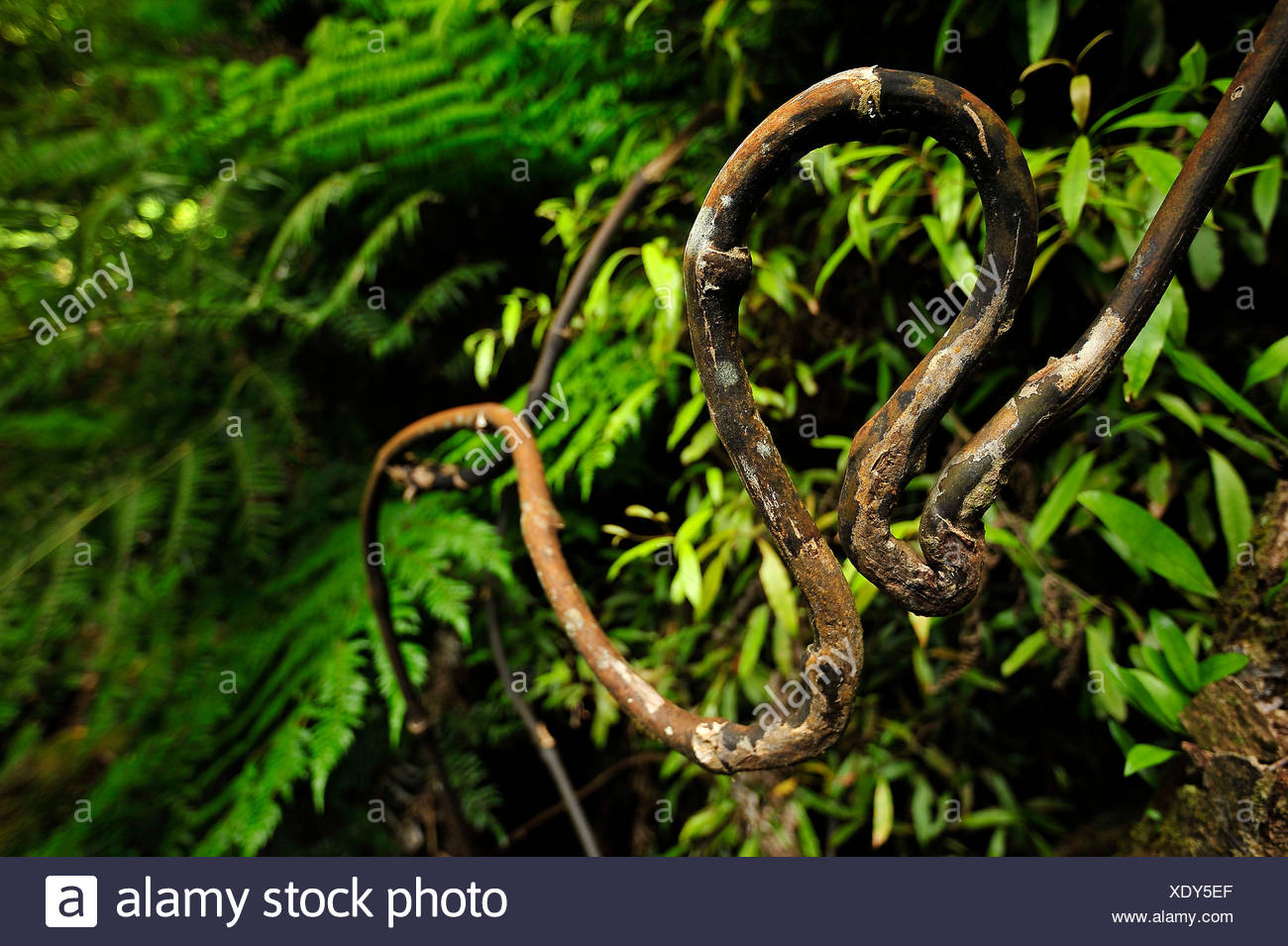 Liane Urwald Stockfotos und -bilder Kaufen - Alamy