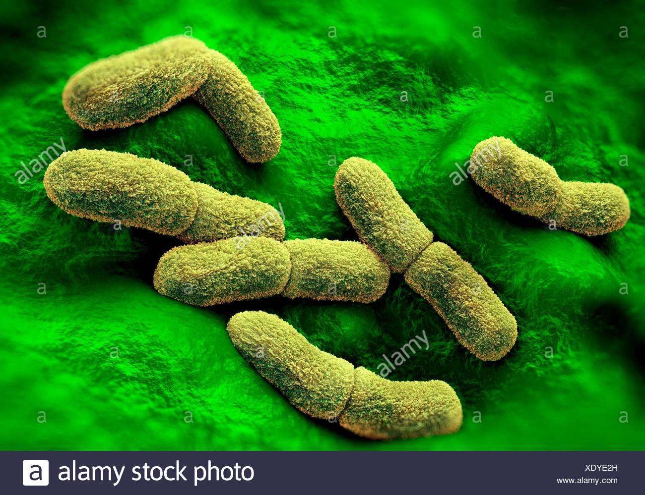 Yersinia Pestis Pest Stockfotos und -bilder Kaufen - Alamy