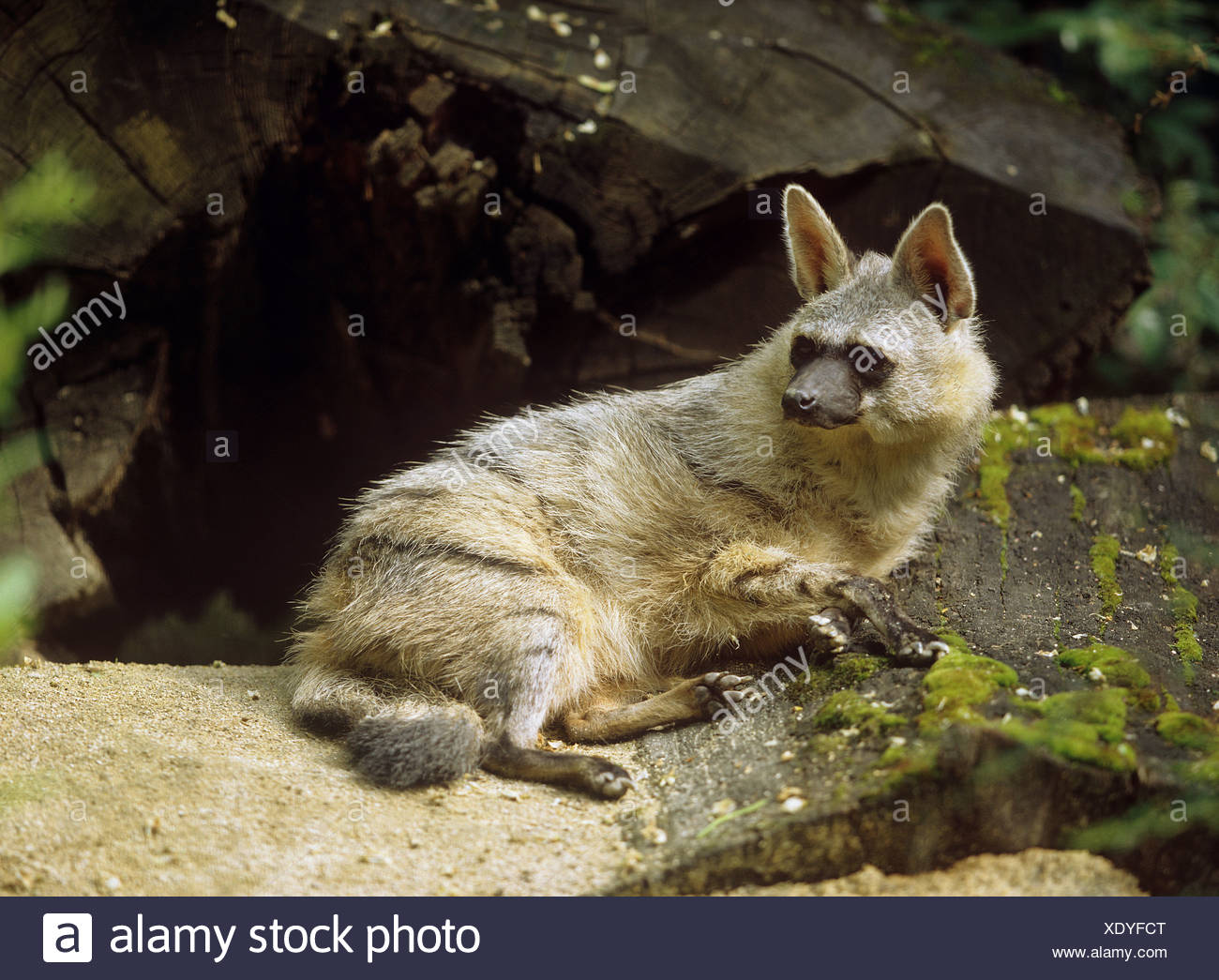 Aardwolf (proteles Cristatus) Stockfotos und -bilder Kaufen - Alamy