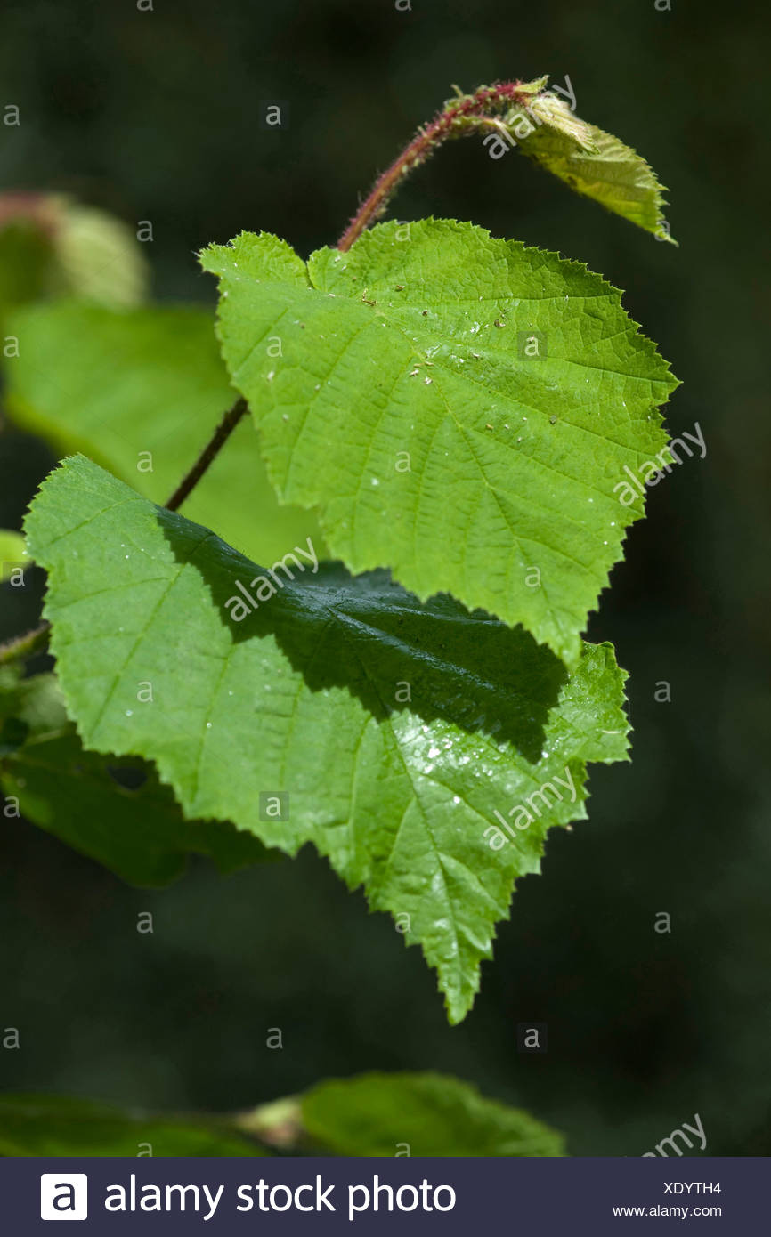 Hazel Leaves Stockfotos und -bilder Kaufen - Alamy