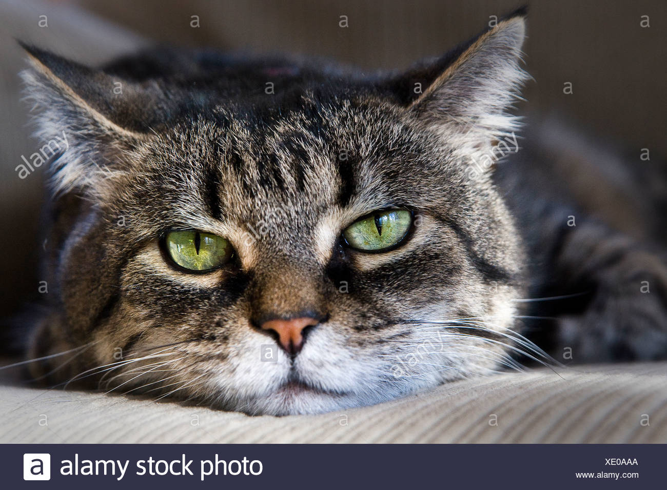 Gelangweilte Katze Stockfotos und -bilder Kaufen - Alamy