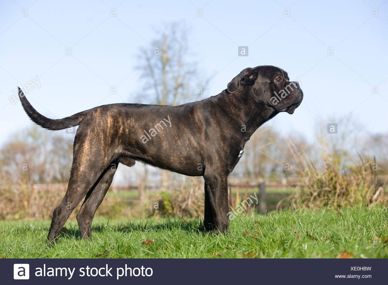 Standing Cane Corso Stockfotos und -bilder Kaufen - Alamy