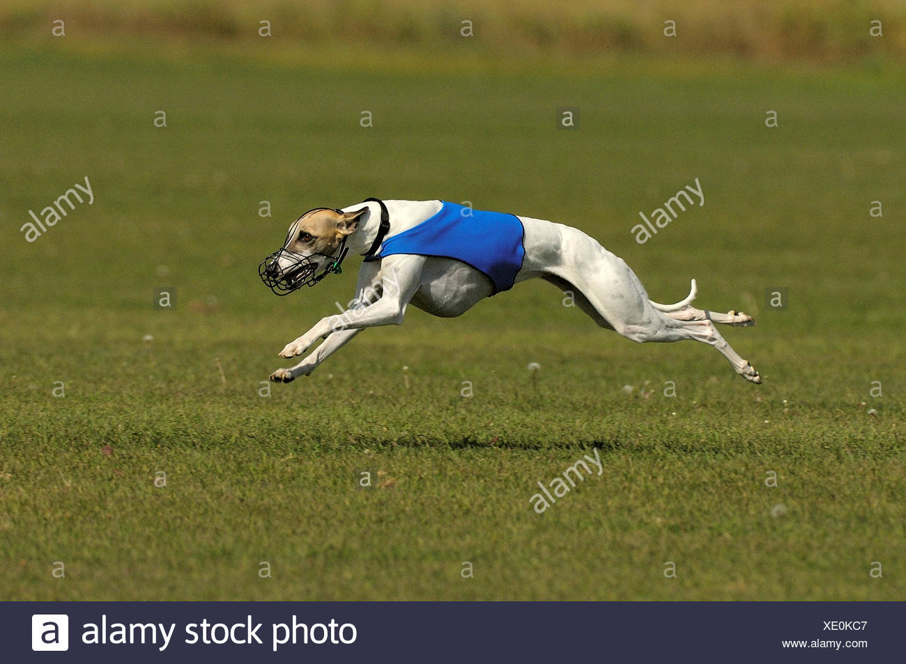 Whippet Racing Lure Coursing Stockfotos & Whippet Racing Lure Coursing ...