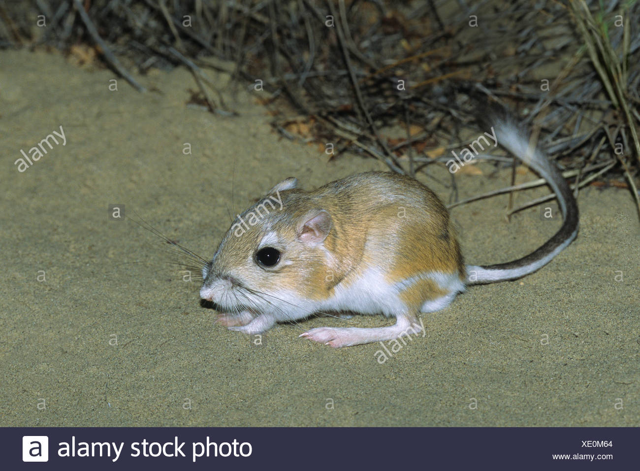 Kangaroo Rat Stockfotos & Kangaroo Rat Bilder - Alamy