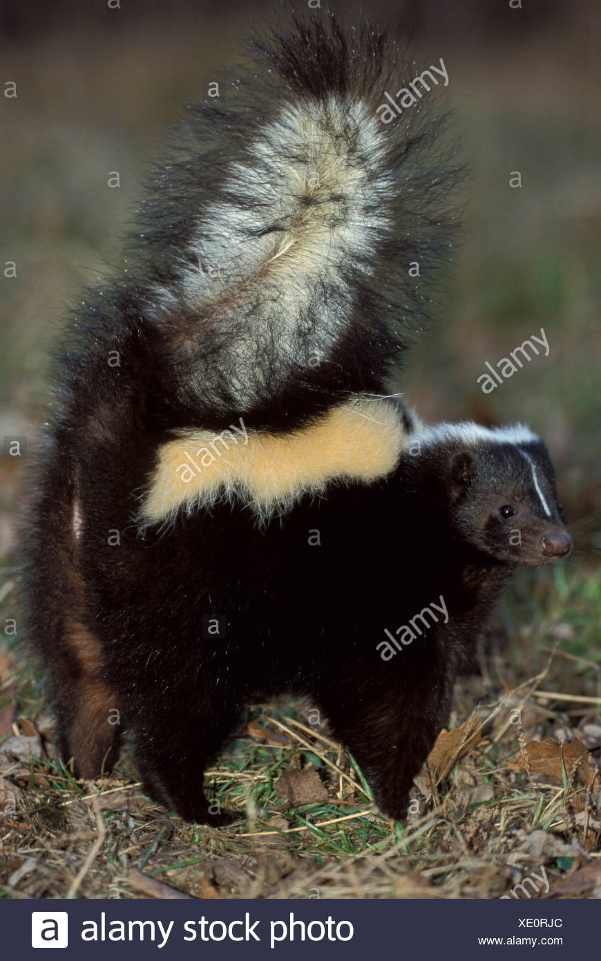 Skunk Animal Tail Stockfotos & Skunk Animal Tail Bilder - Alamy