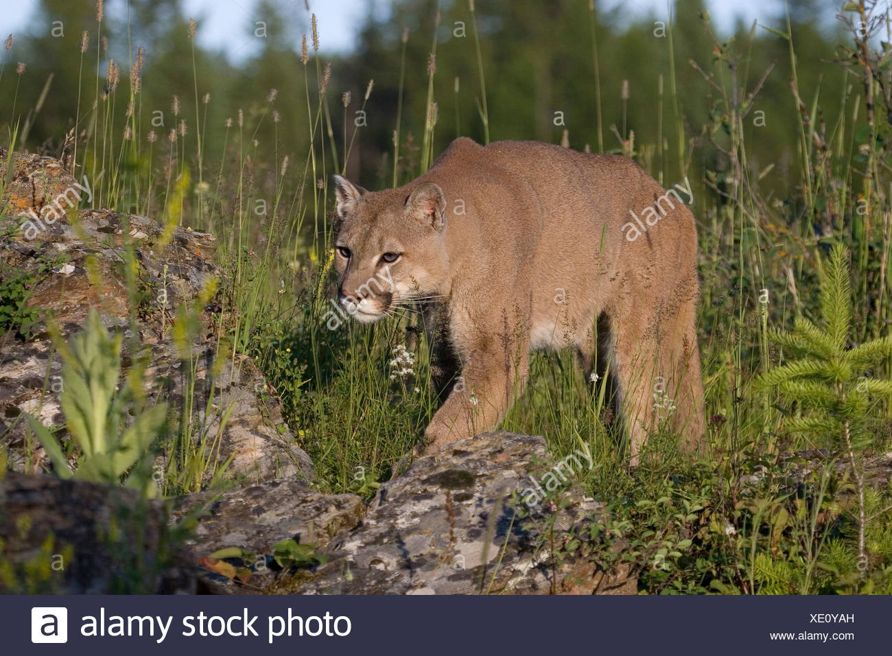Stalking Puma Felis Concolor Stockfotos und -bilder Kaufen - Alamy
