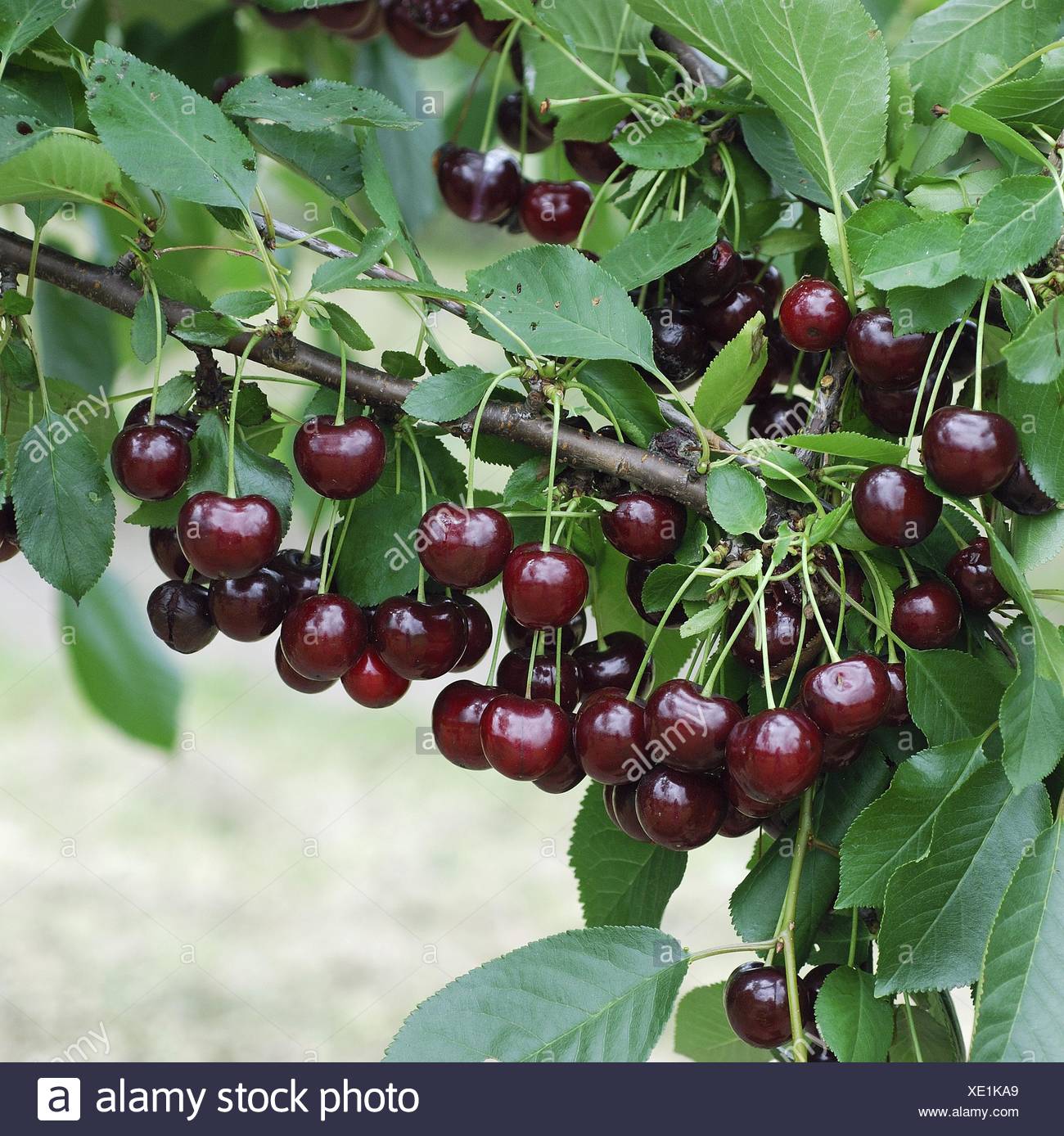 Sour Cherry Prunus Cerasus Stockfotos & Sour Cherry Prunus Cerasus ...