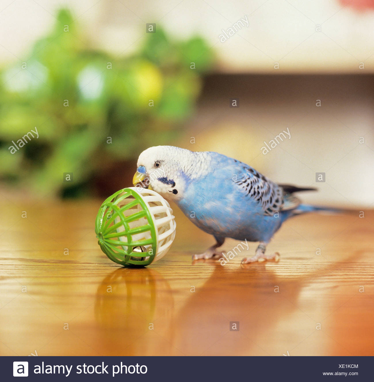 Budgerigar Playing Stockfotos und -bilder Kaufen - Alamy