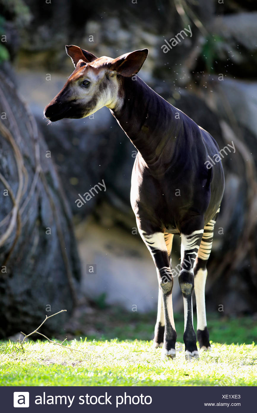 Okapi Johnstoni Stockfotos und -bilder Kaufen - Alamy