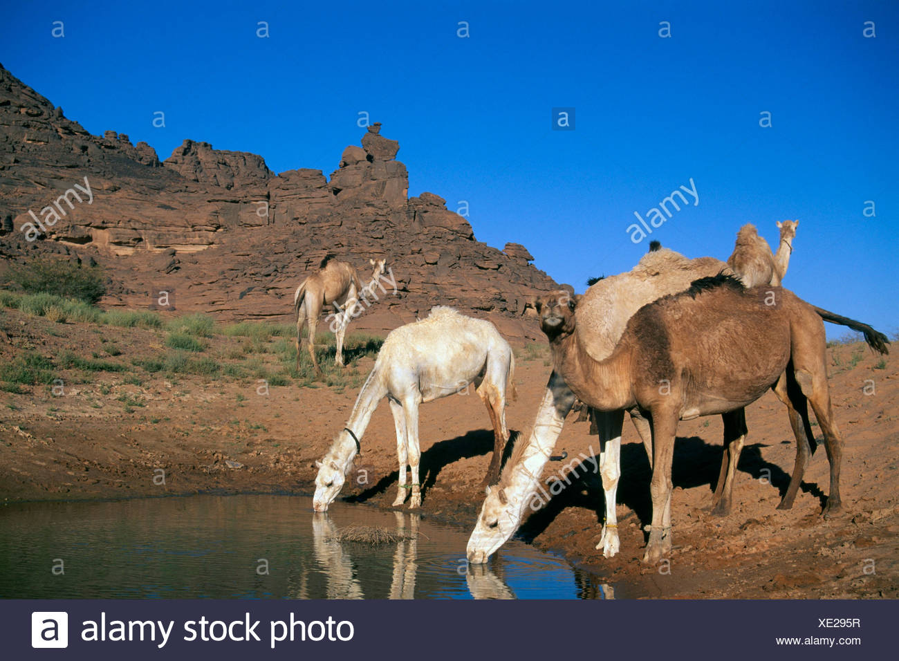 Camels Desert Oasis Stockfotos & Camels Desert Oasis Bilder - Alamy