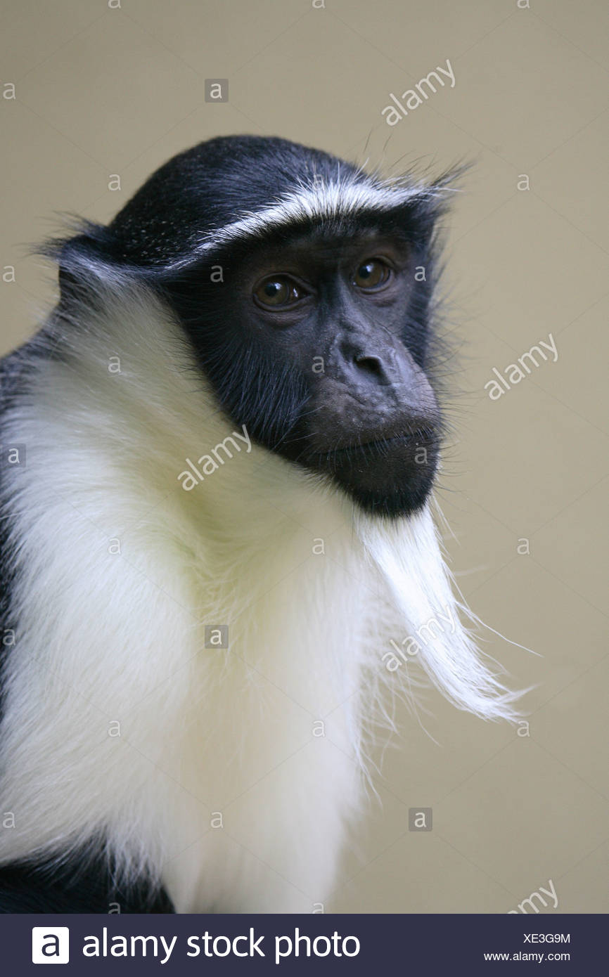 Roloway Monkey Stockfotos und -bilder Kaufen - Alamy