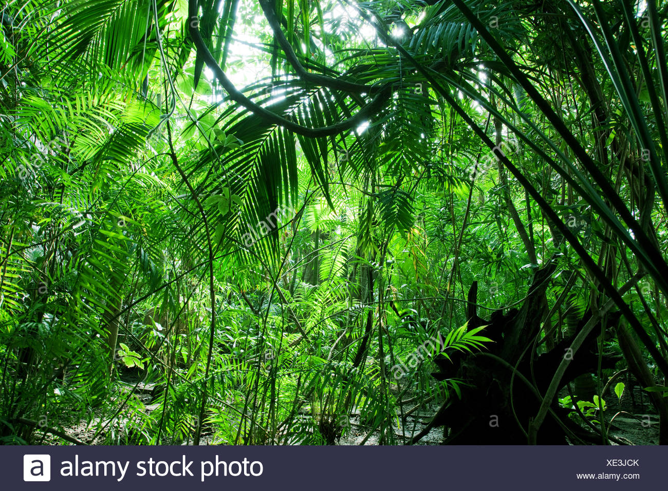 Tropischer Wald Stockfotos und -bilder Kaufen - Alamy