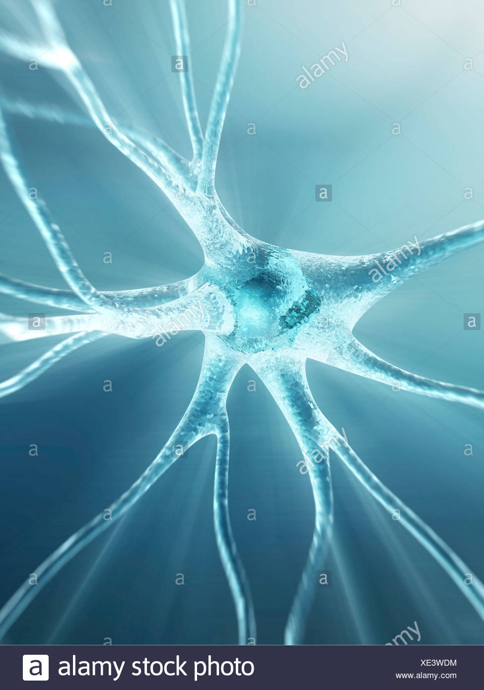 Nerve Cell Neuron Central Nervous Stockfotos und -bilder Kaufen - Alamy