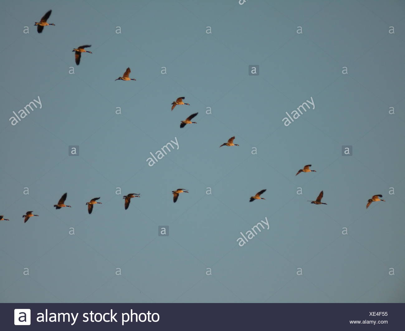 Birds Flying In V Formation Stockfotos und -bilder Kaufen - Alamy
