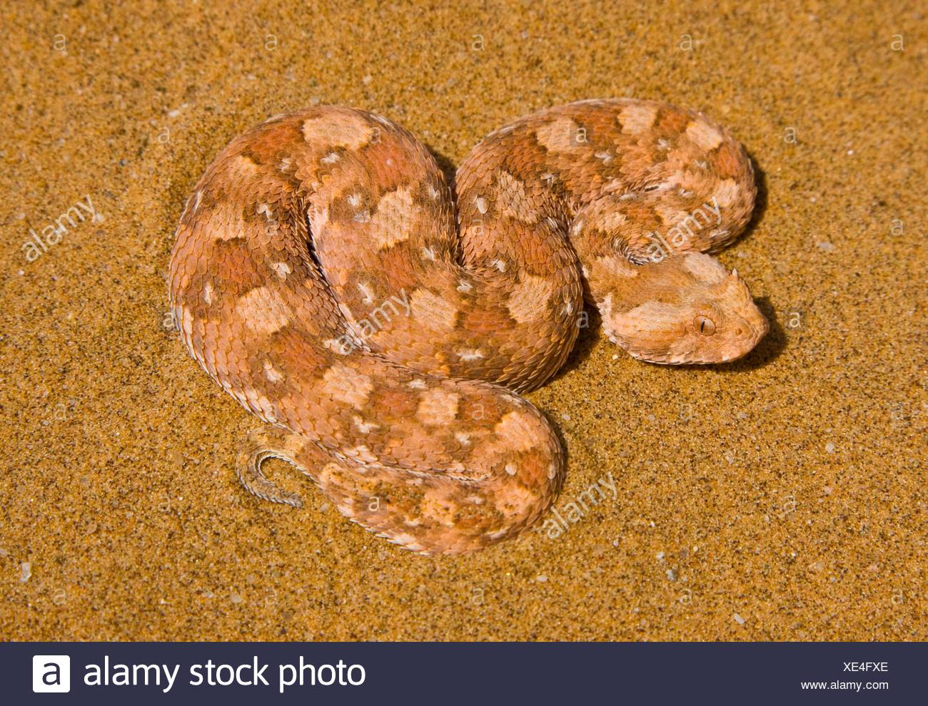 Bitis Caudalis Stockfotos und -bilder Kaufen - Alamy
