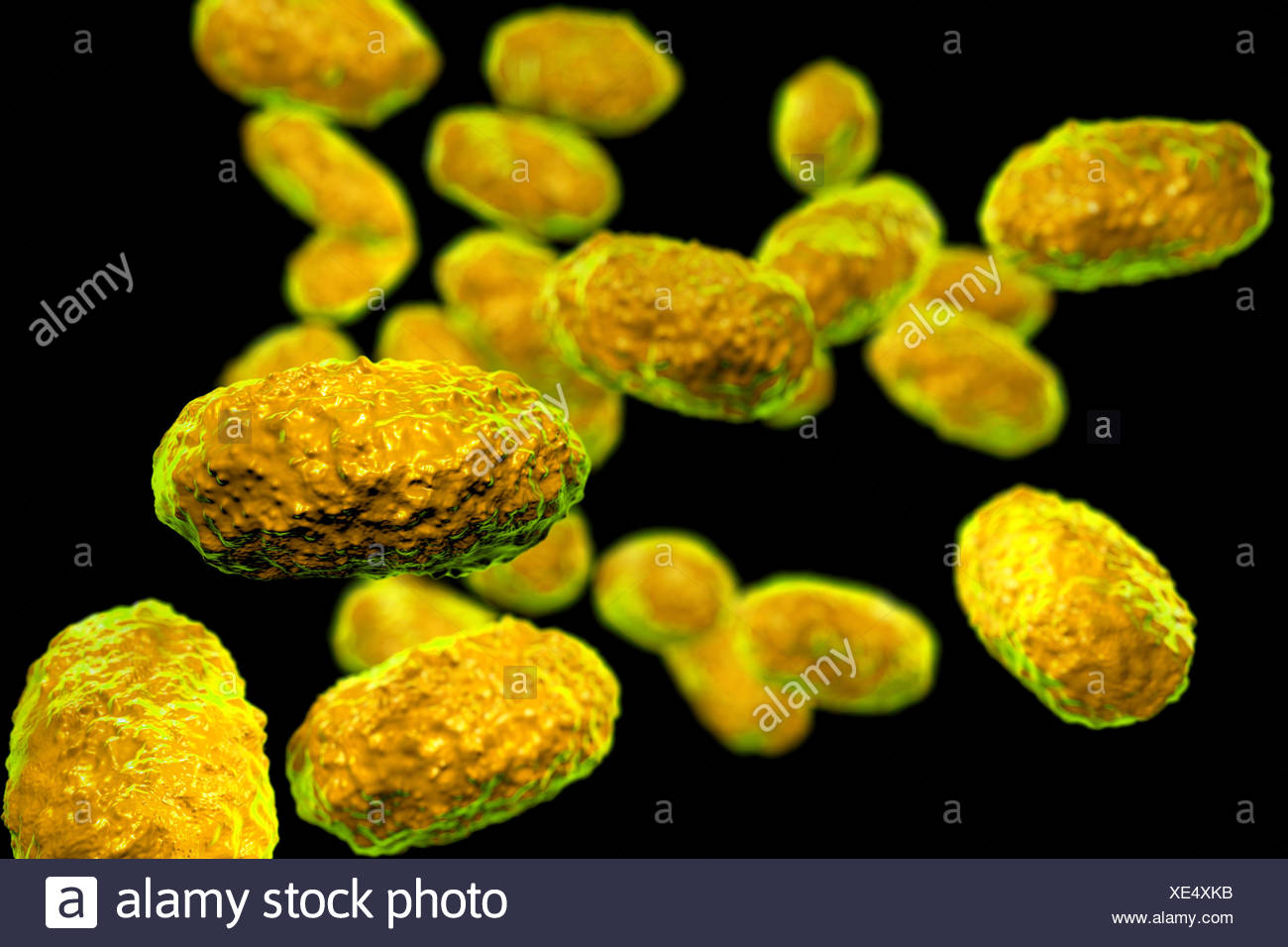 Tetanus Bacillus Stockfotos & Tetanus Bacillus Bilder - Alamy