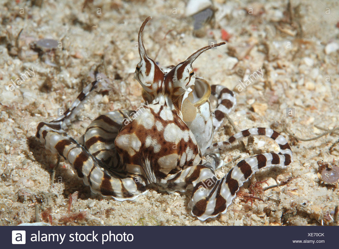 Thaumoctopus Mimicus Stockfotos und -bilder Kaufen - Alamy
