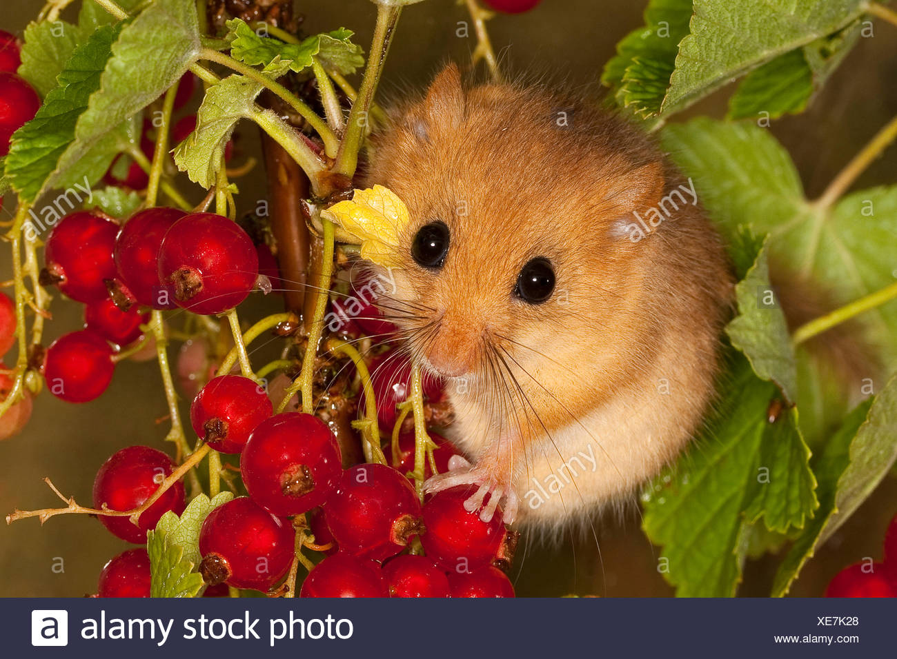 Dormouse Muscardinus Avellanarius Eating Hazel Stockfotos und -bilder ...