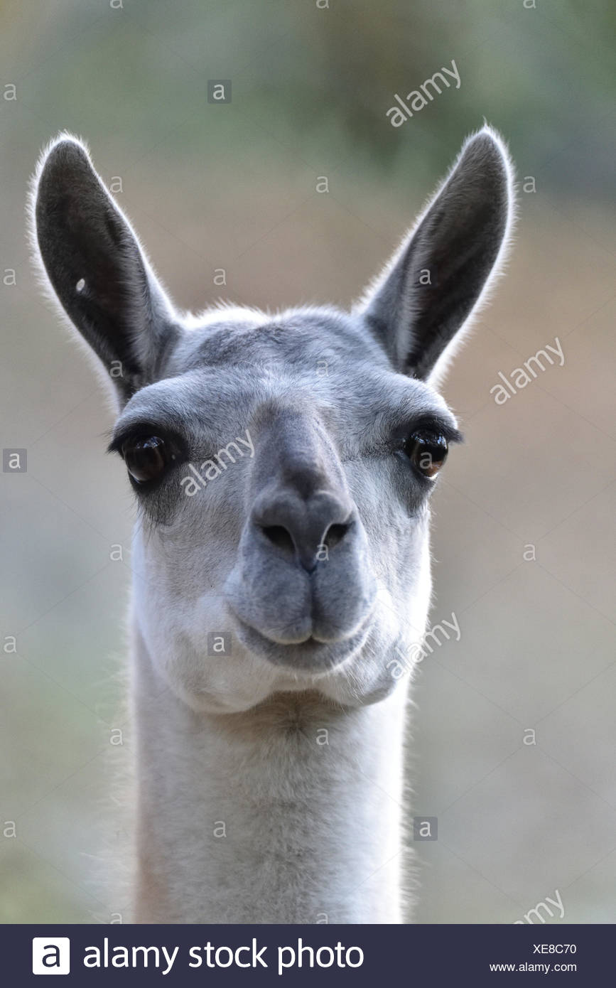 Lama Spucken Stockfotos und -bilder Kaufen - Alamy