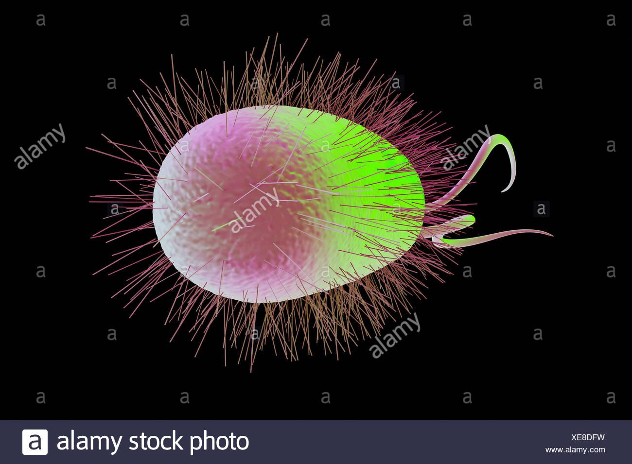 Pili Bacteria Stockfotos und -bilder Kaufen - Alamy