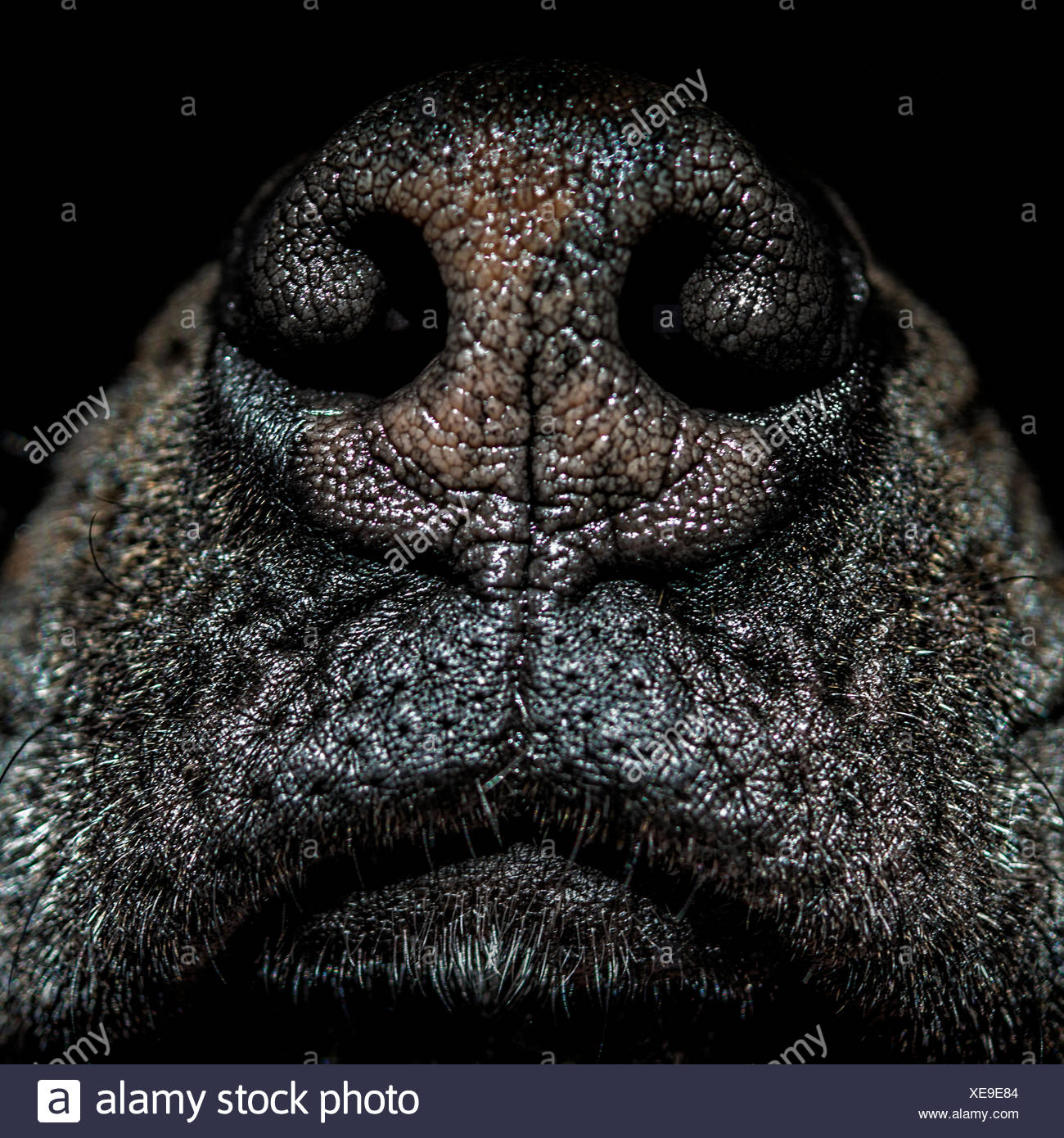 Nase Hunde Stockfotos und -bilder Kaufen - Alamy