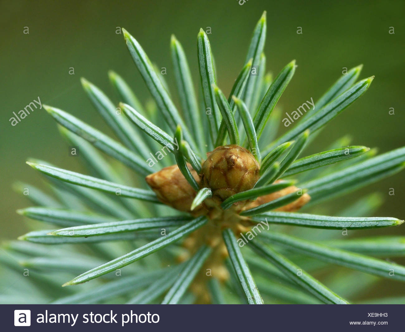 Nadelbaum Nadeln Stockfotos & Nadelbaum Nadeln Bilder - Alamy