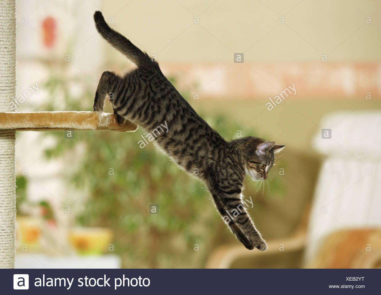 Katze Springt Stockfotos und -bilder Kaufen - Alamy