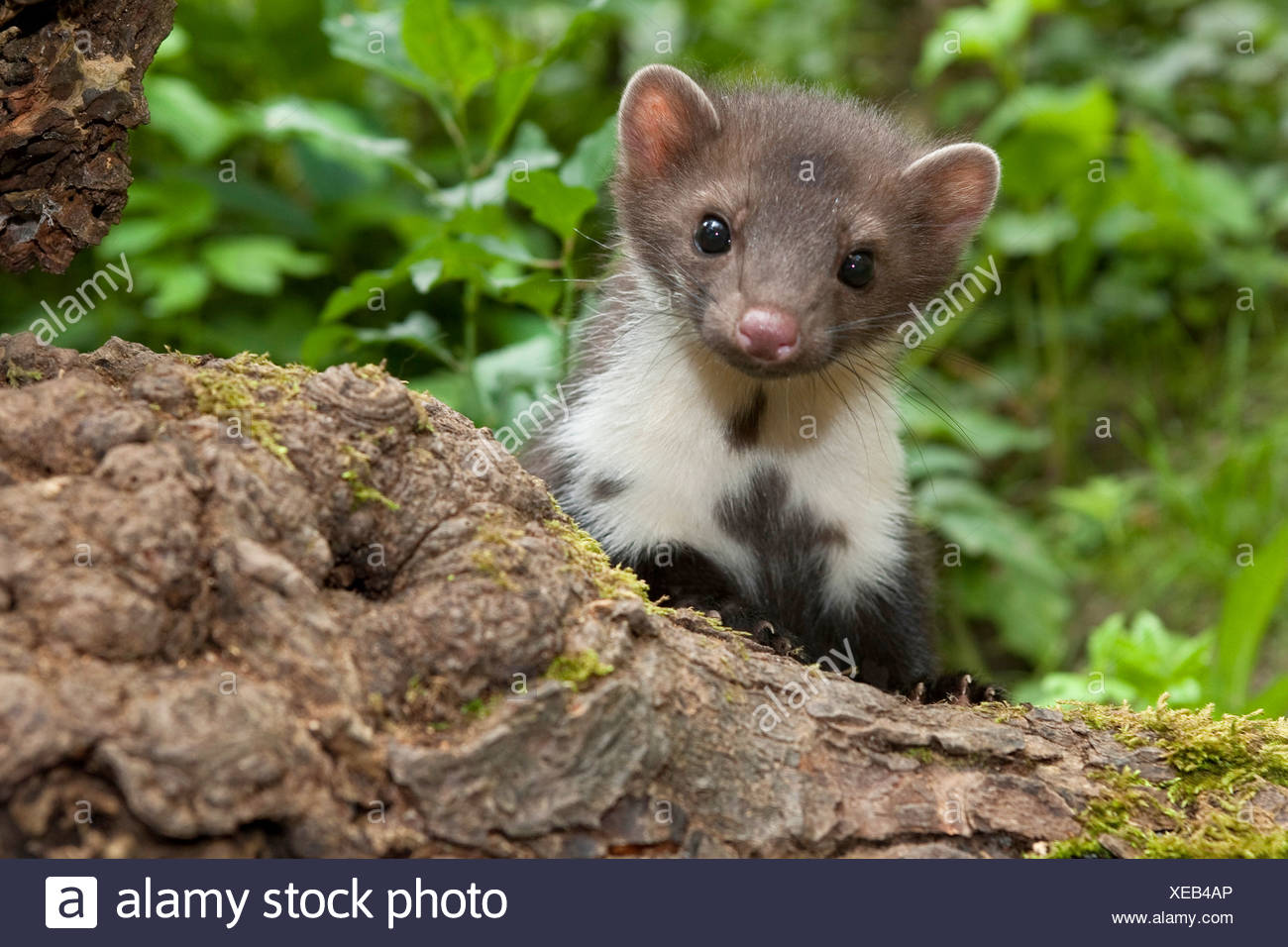 Echte Marder Stockfotos und -bilder Kaufen - Alamy