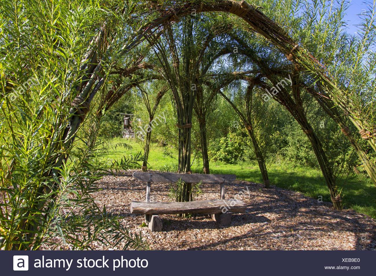 Osier Salix Spec Stockfotos & Osier Salix Spec Bilder - Alamy