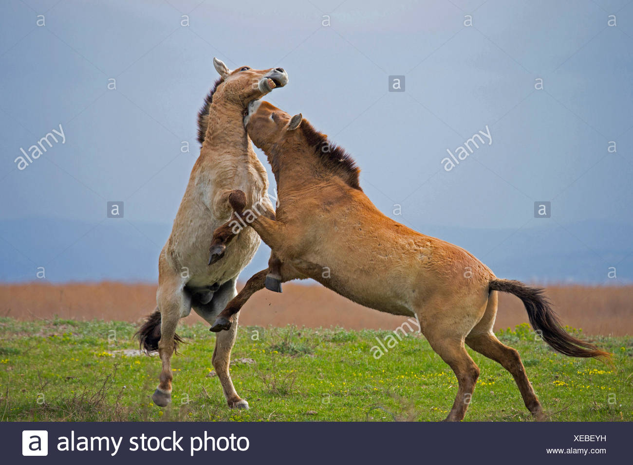 Horse Stallion Fight Stockfotos und -bilder Kaufen - Alamy