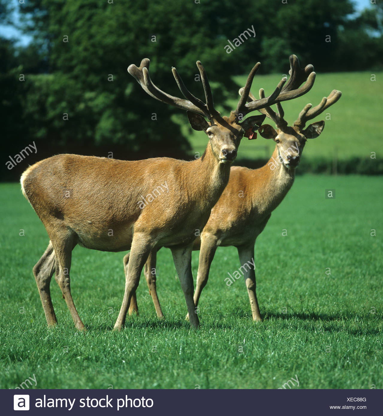 Rot Hirsch Stockfotos und -bilder Kaufen - Alamy