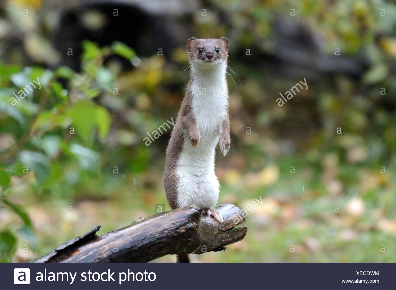 Kurzer Schwanz Stockfotos und -bilder Kaufen - Alamy