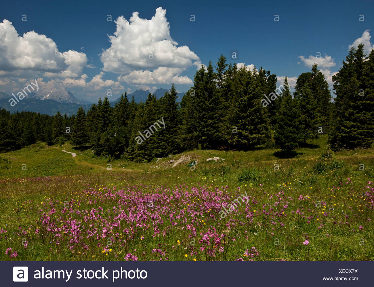 Almwiese Tag Stockfotos und -bilder Kaufen - Alamy