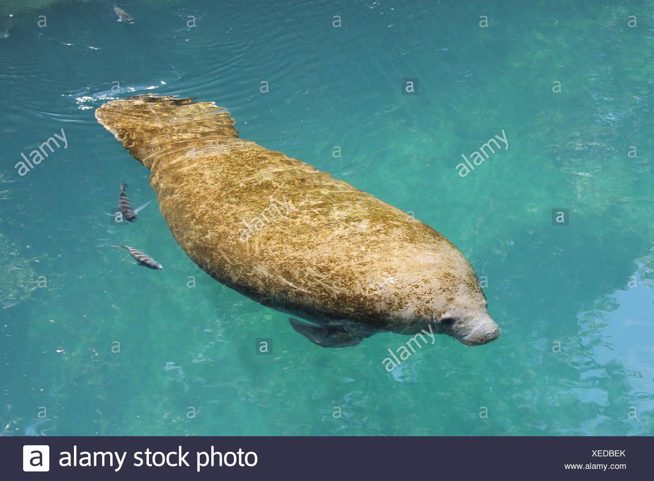 Amerikanischer Seekuh Stockfotos & Amerikanischer Seekuh Bilder - Alamy